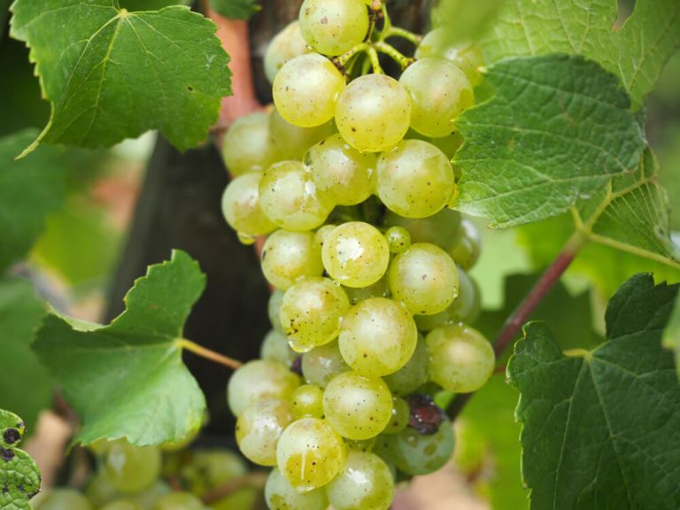 17 Best Things to do in Beaune France - France Voyager