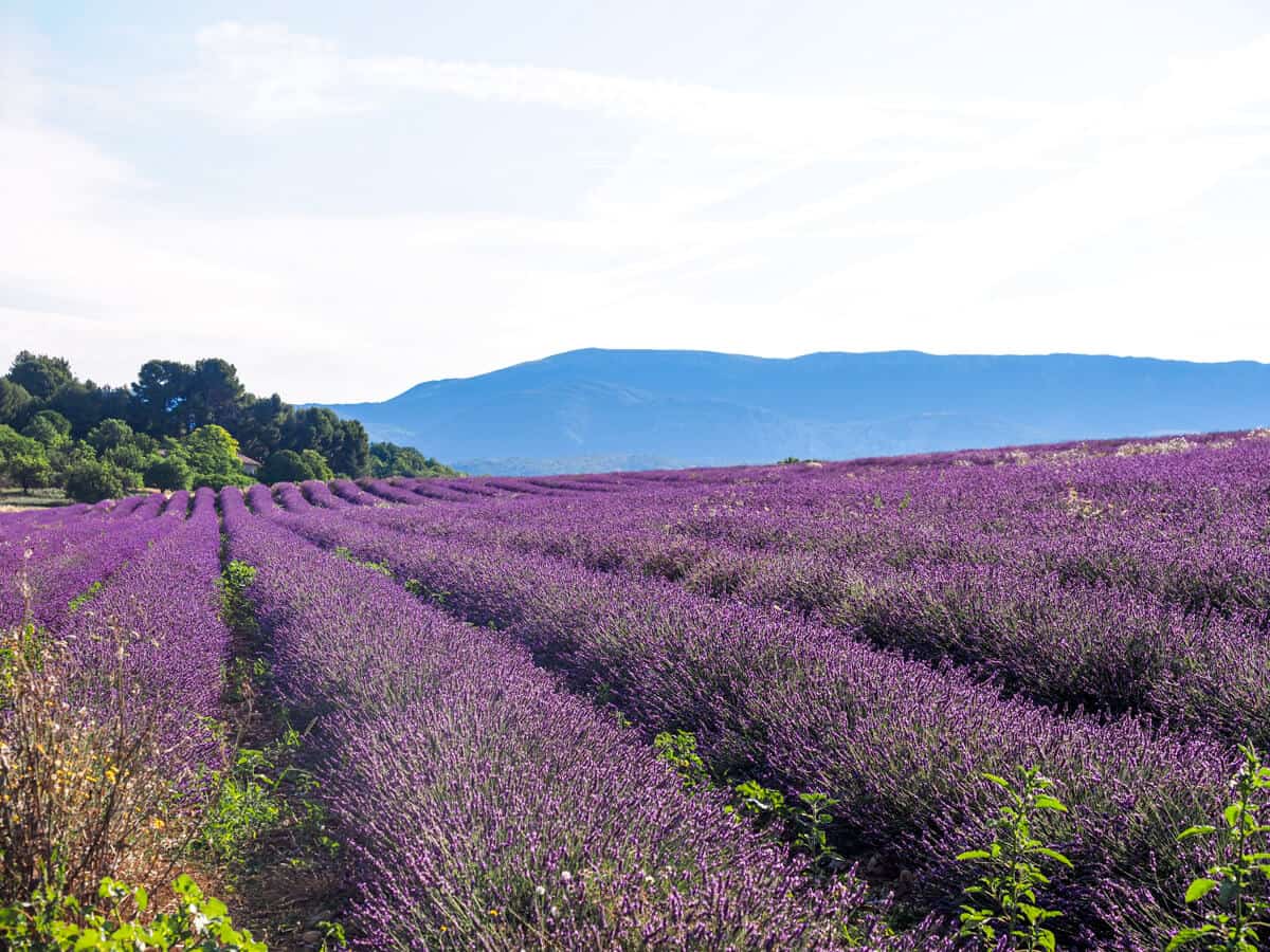 How to Visit the Lavender Fields of Valensole: Full Itinerary, Map ...