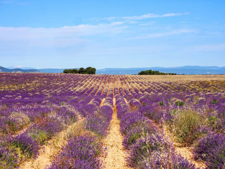 How to Visit the Lavender Fields of Valensole: Full Itinerary, Map ...