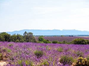How to Visit the Lavender Fields of Valensole: Full Itinerary, Map ...
