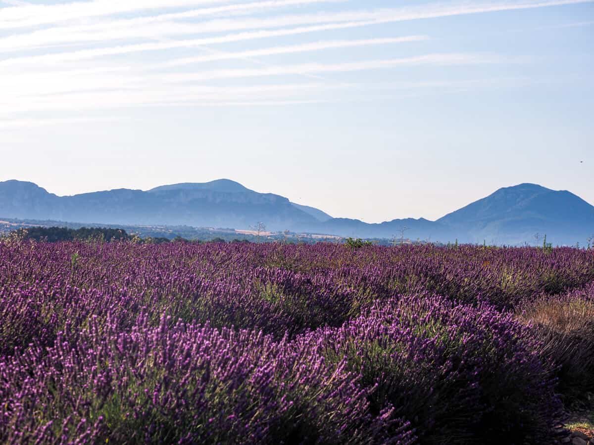How to Visit the Lavender Fields of Valensole: Full Itinerary, Map ...