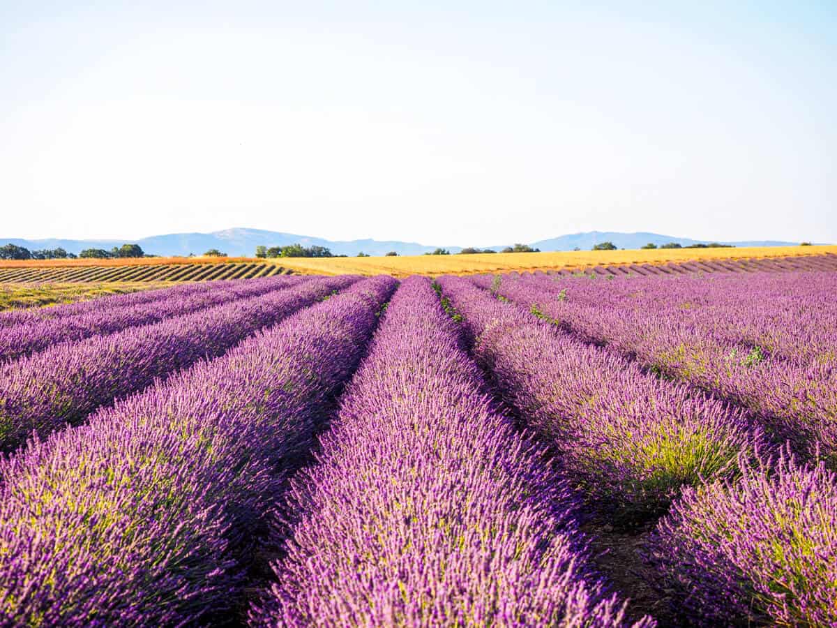 How to Visit the Lavender Fields of Valensole: Full Itinerary, Map ...