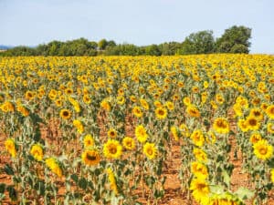 How to Visit the Lavender Fields of Valensole: Full Itinerary, Map ...