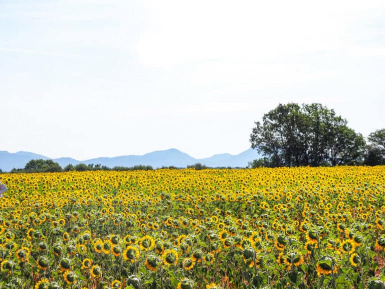 How to Visit the Lavender Fields of Valensole: Full Itinerary, Map ...
