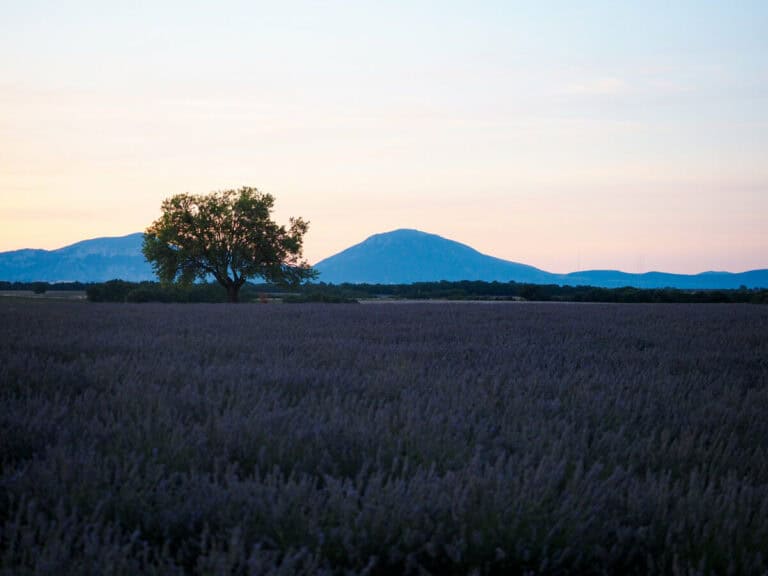 How to Visit the Lavender Fields of Valensole: Full Itinerary, Map ...