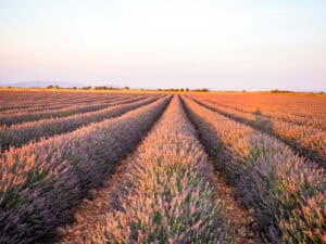 How to Visit the Lavender Fields of Valensole: Full Itinerary, Map ...