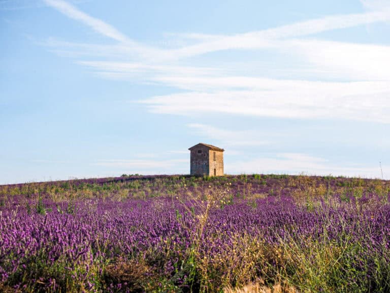 How to Visit the Lavender Fields of Valensole: Full Itinerary, Map ...