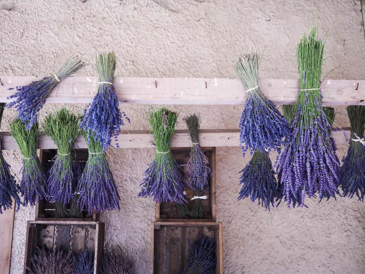 My Honest Guide to Visiting the Lavender Fields in Provence, France ...